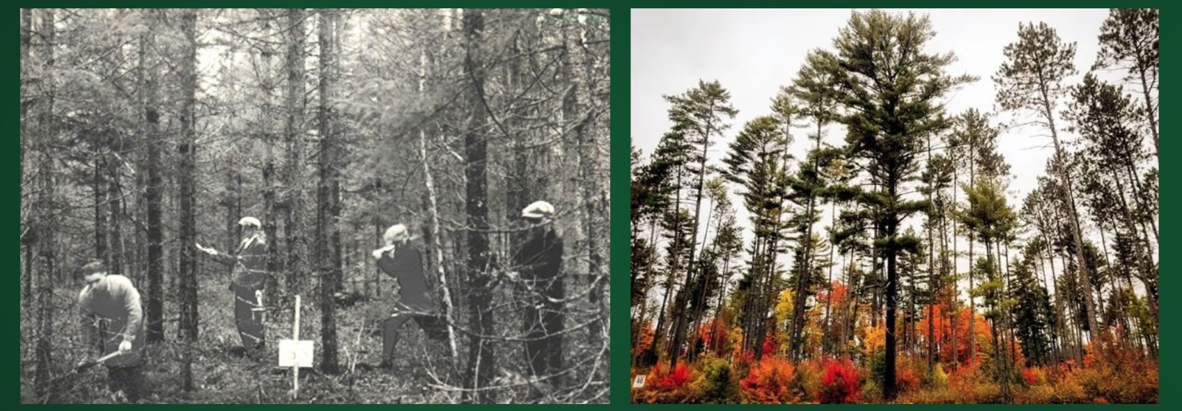 A beginner’s guide to Canada’s research forests: A legacy of living ...